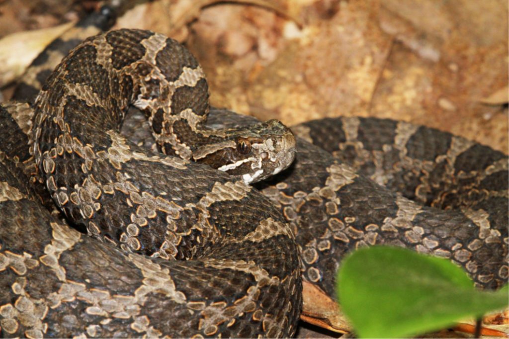 Canadian Eastern Massasauga Rattlesnake Recovery Implementation Program ...